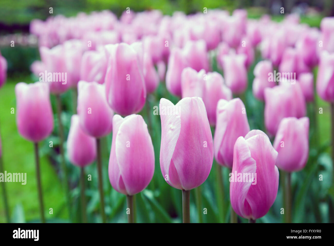Romantic pink flowers in spring Stock Photo - Alamy