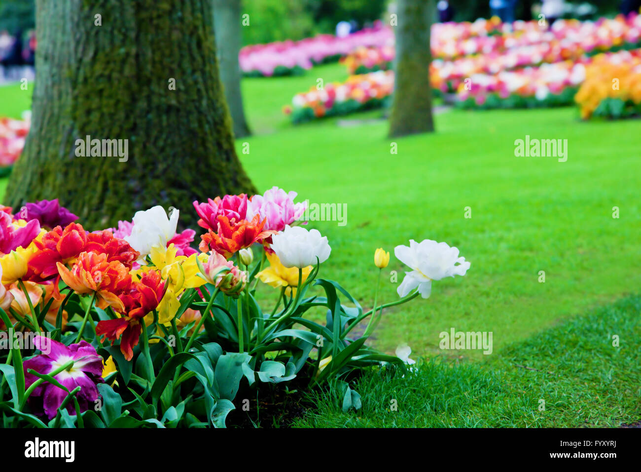 Beautiful flowers garden in spring hi-res stock photography and images ...