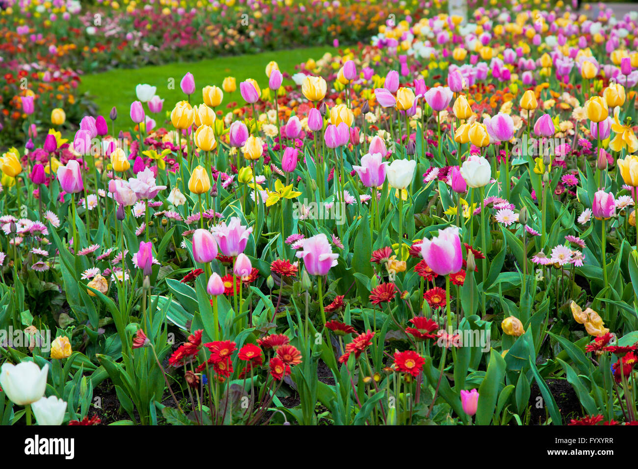 Colorful spring summer garden, flowers Stock Photo - Alamy