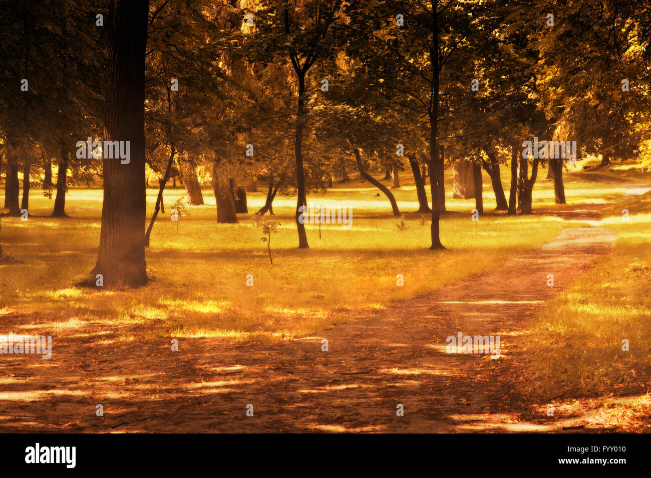 Sun shining with leaf hi-res stock photography and images - Alamy