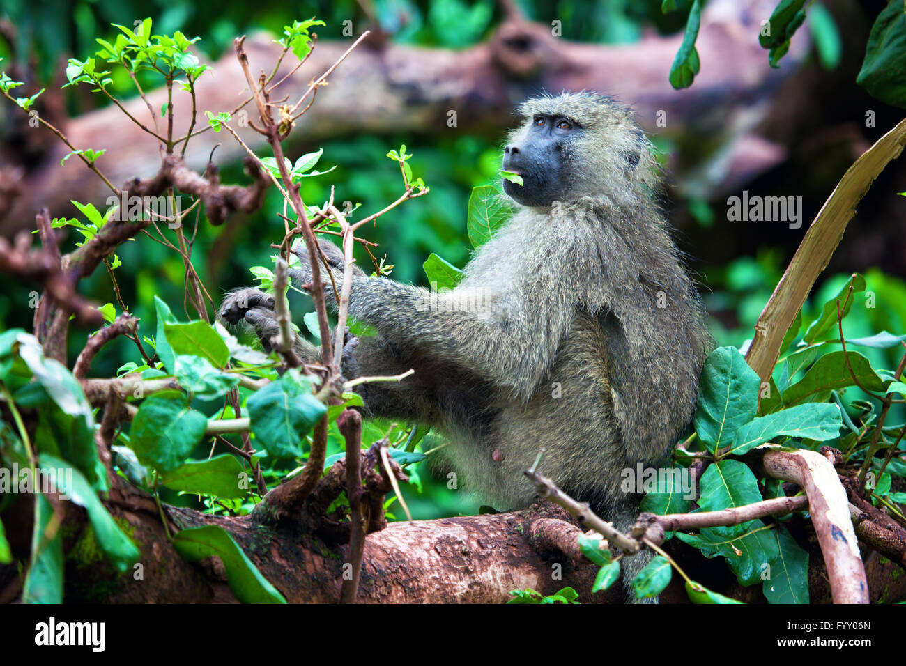 African baboon hi-res stock photography and images - Alamy