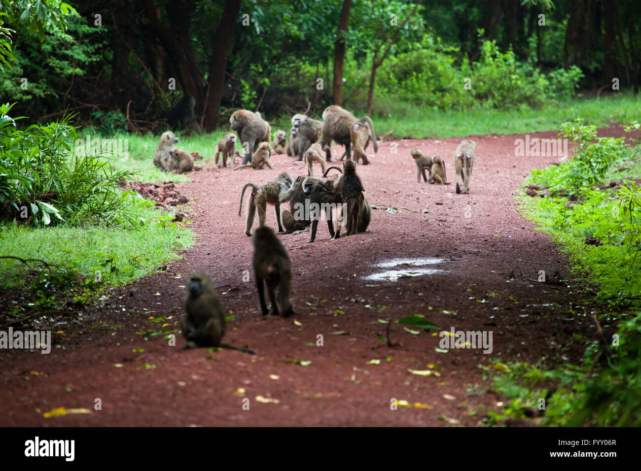 Baboon in the bush hi-res stock photography and images - Alamy