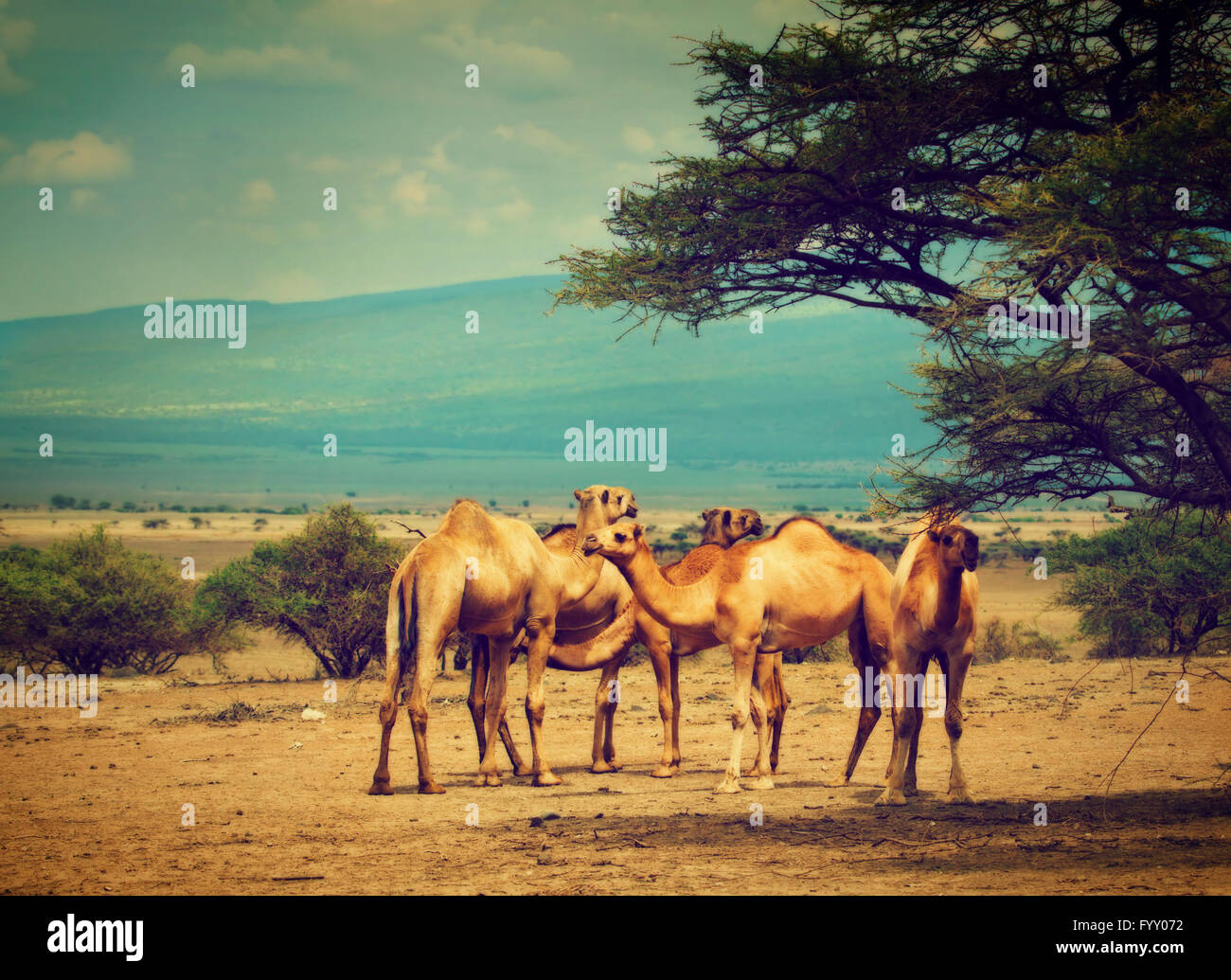 Group of camels in Africa Stock Photo - Alamy