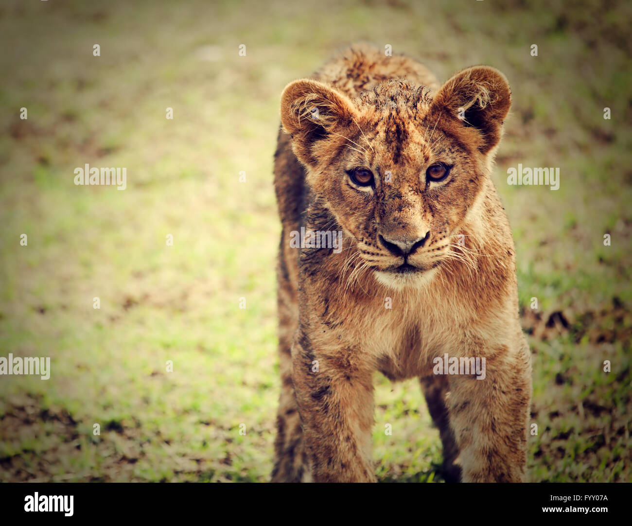 A small lion cub portrait. Tanzania, Africa Stock Photo - Alamy