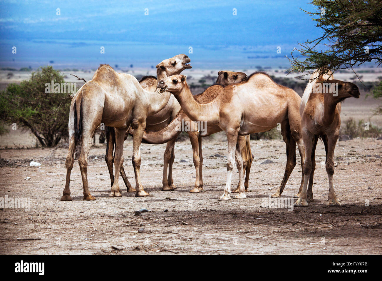 Group of camels in Africa Stock Photo - Alamy