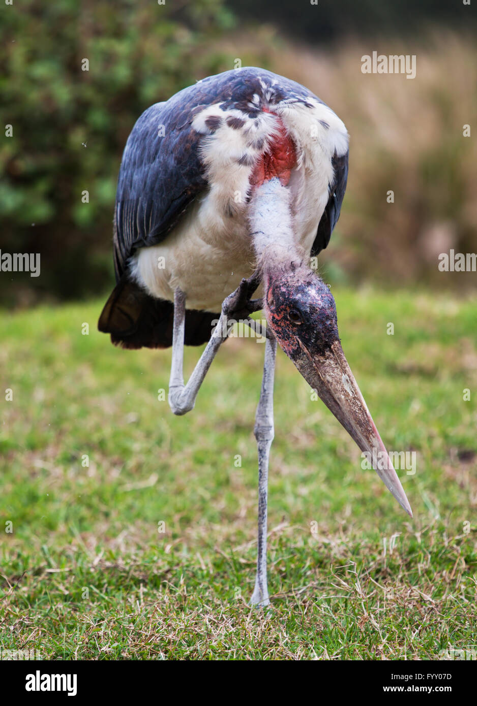 The Marabou Stork in Tanzania, Africa Stock Photo - Alamy