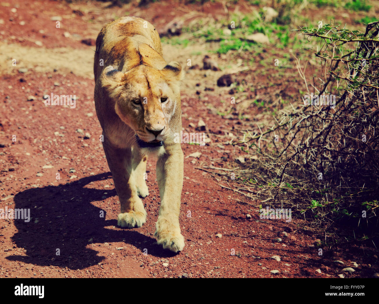 Lion of tanzania hi-res stock photography and images - Alamy