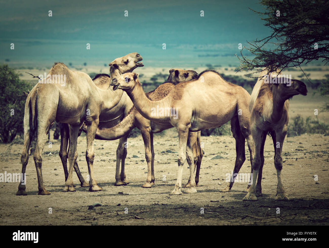Group of camels in Africa Stock Photo - Alamy