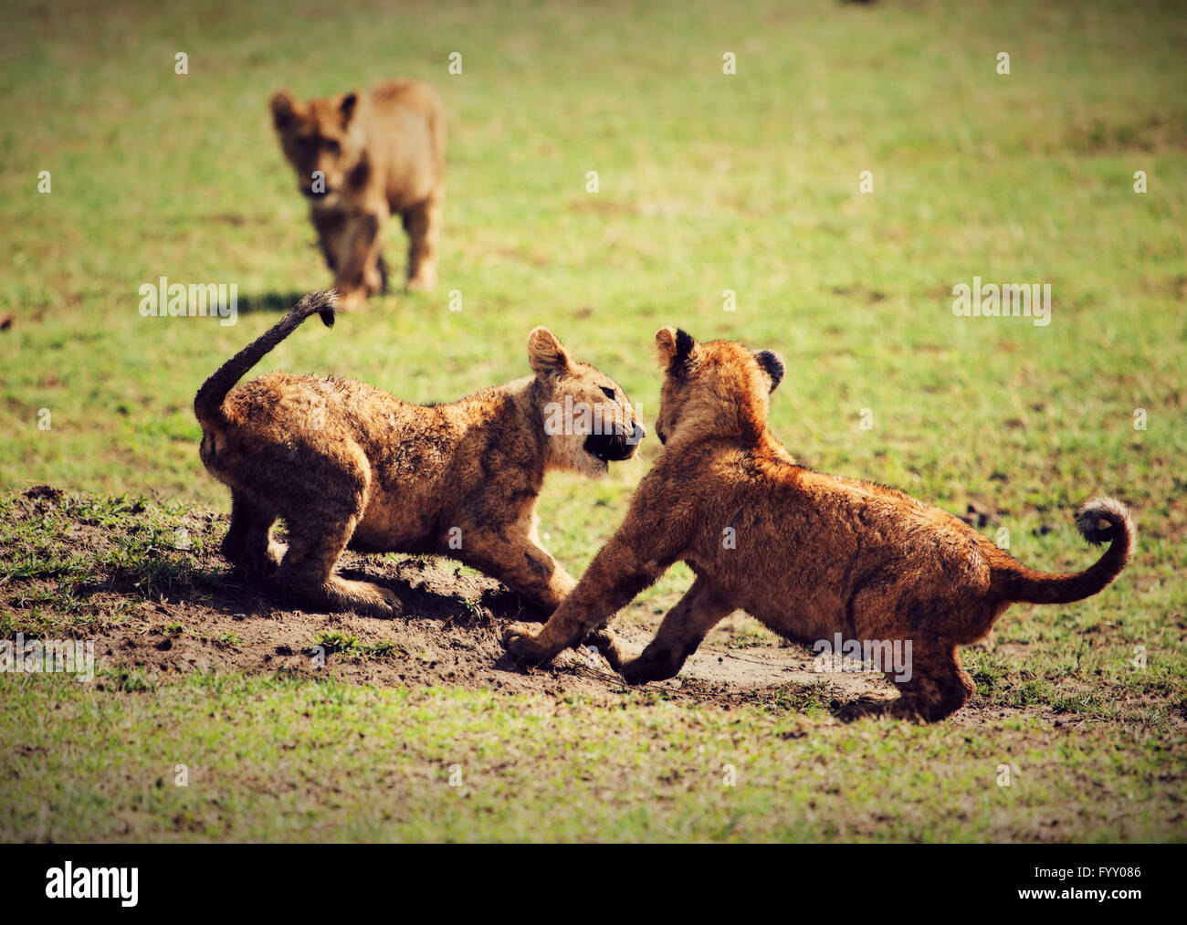Small lion cubs playing. Tanzania, Africa Stock Photo - Alamy