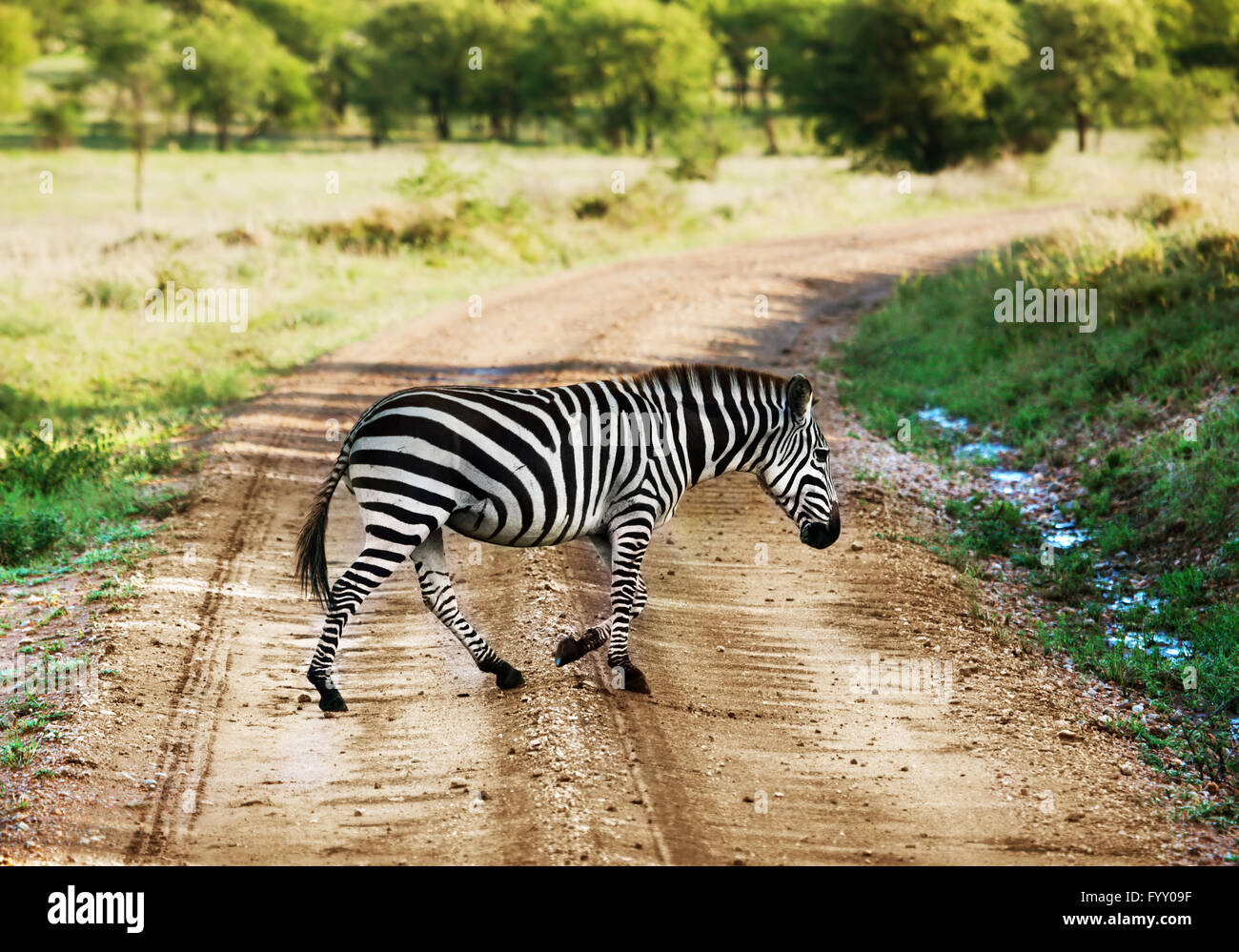 Zebra walking on road on African savanna Stock Photo - Alamy