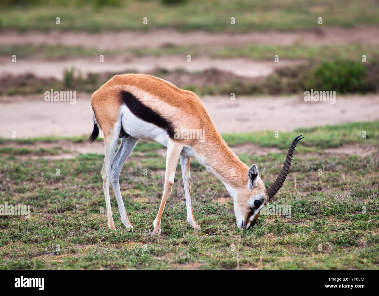 Thomson's gazelle on savanna in Africa Stock Photo - Alamy