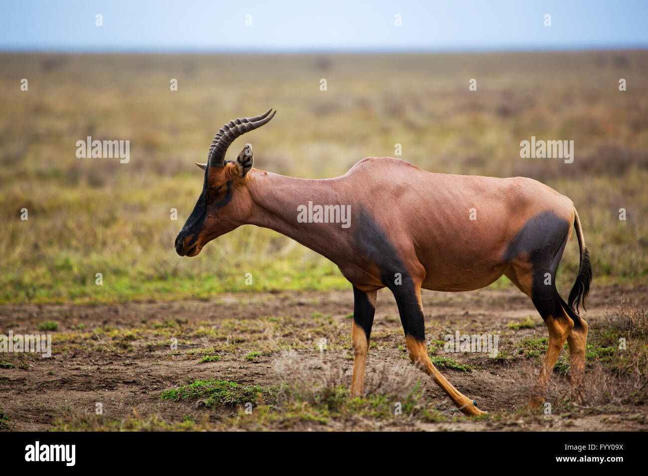 Topi hi-res stock photography and images - Alamy