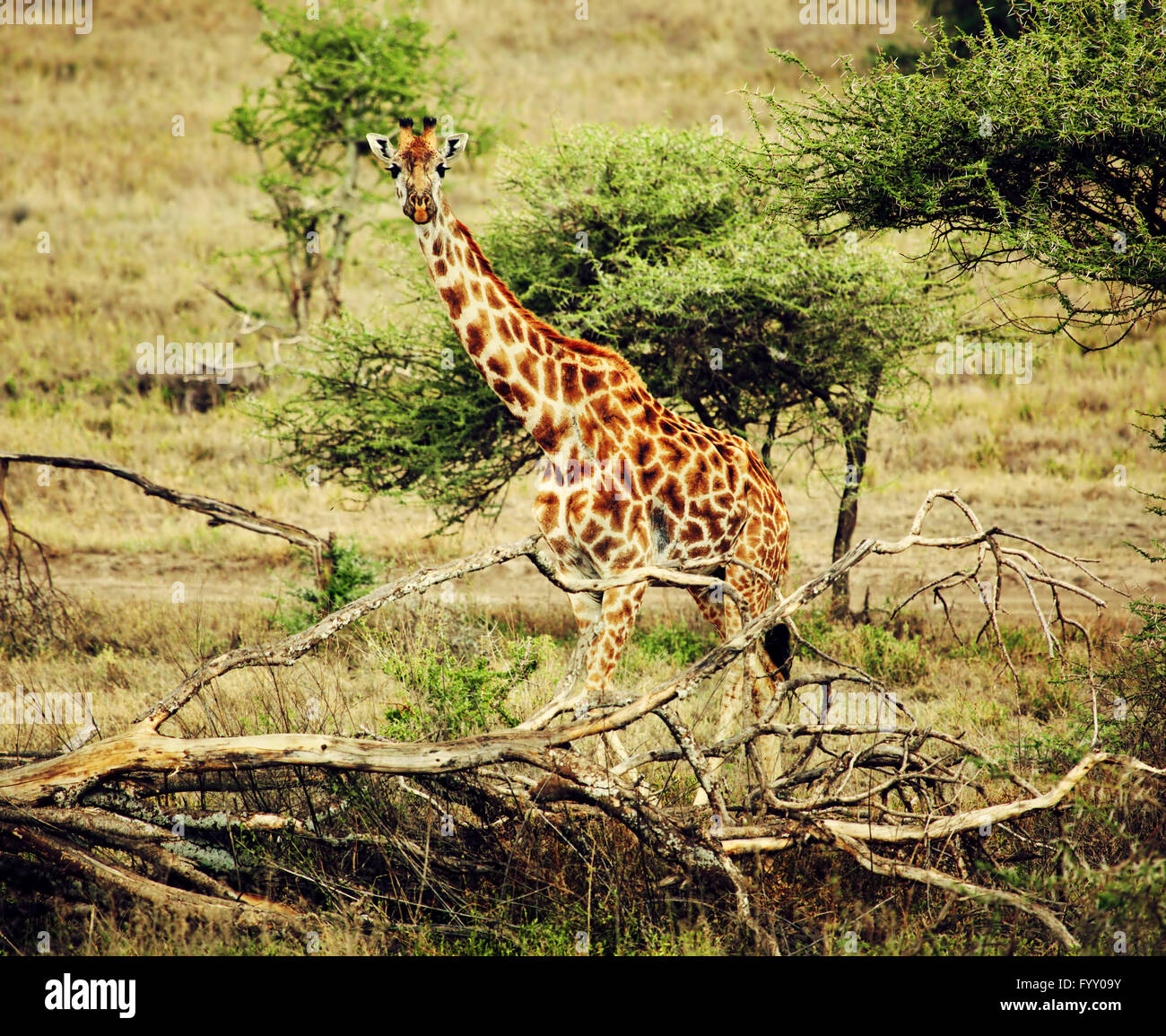Giraffe on African savanna Stock Photo - Alamy