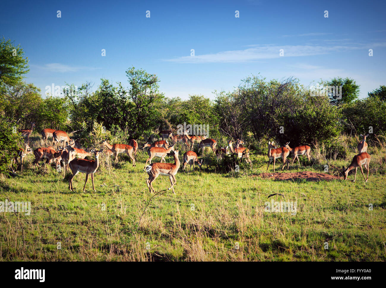 Group of impalas in the bush hi-res stock photography and images - Alamy
