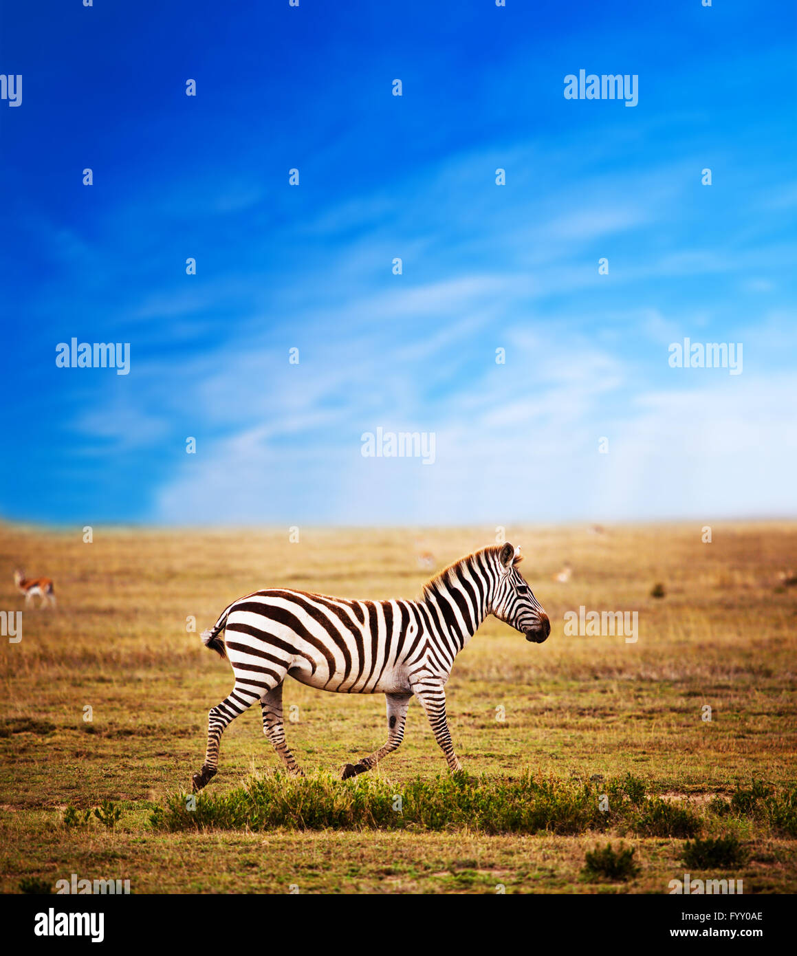 African savanna hi-res stock photography and images - Alamy