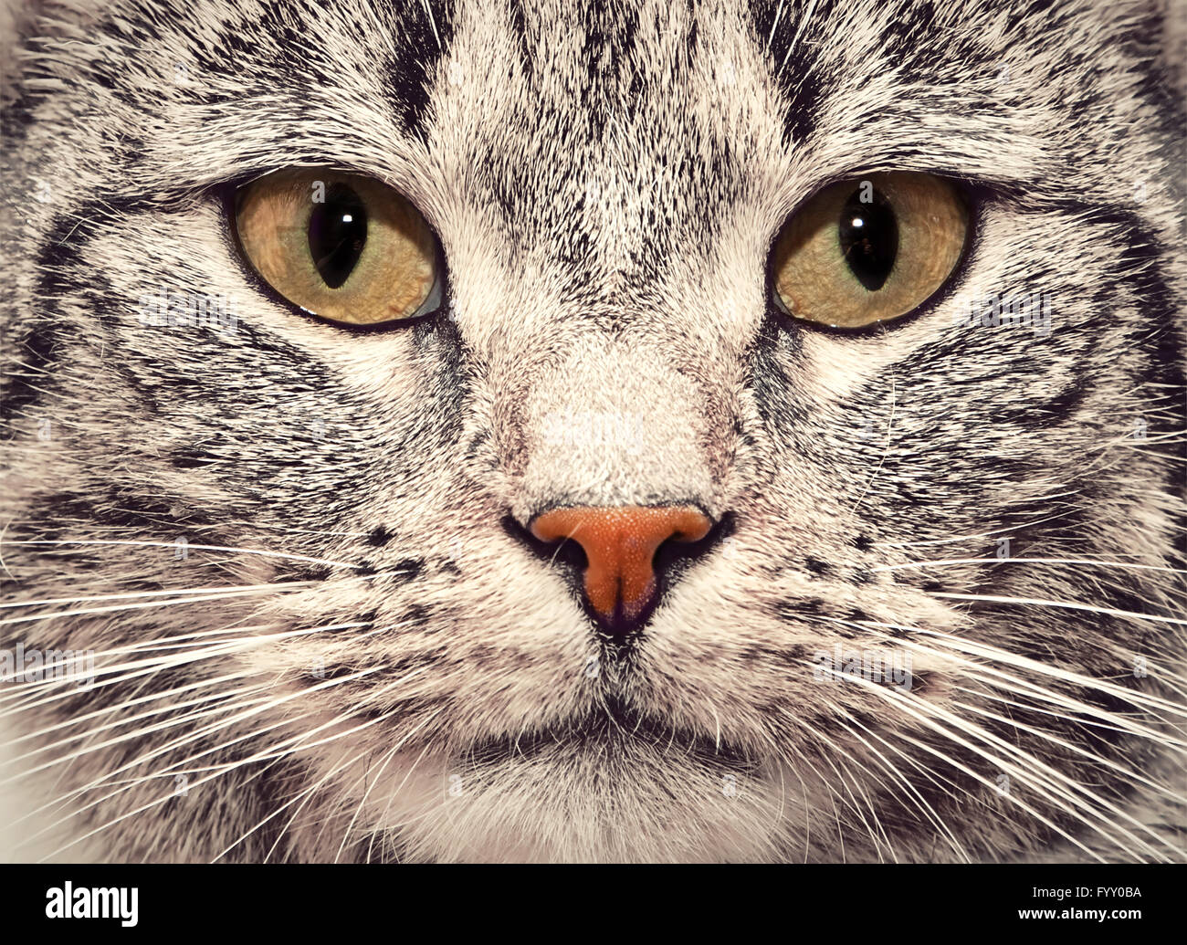 Cat face close up portrait Stock Photo - Alamy