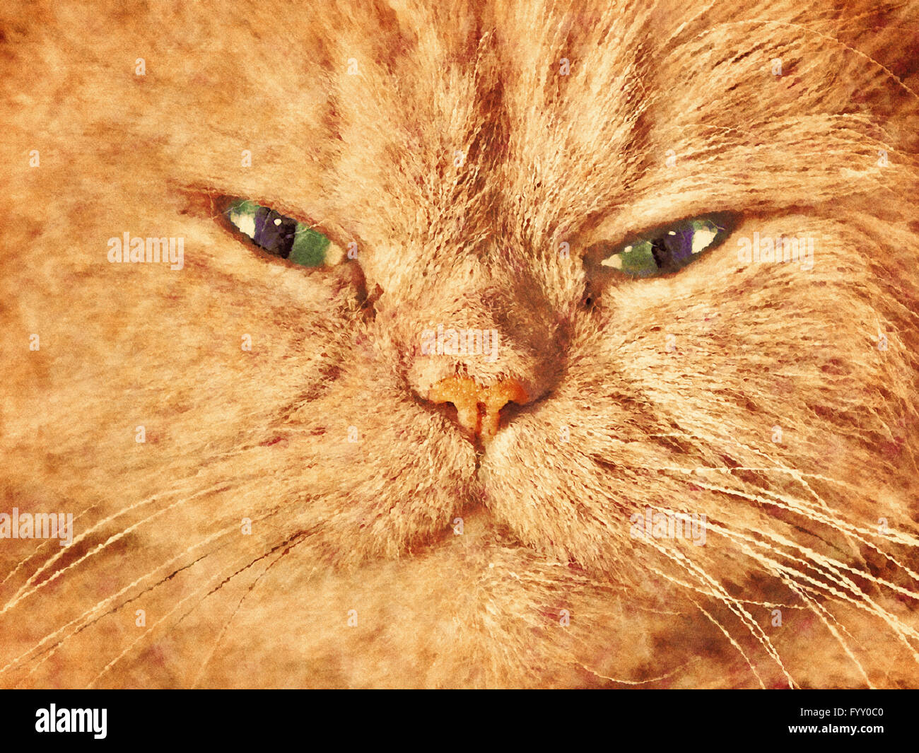 Cat face close up portrait. Painted effect Stock Photo - Alamy