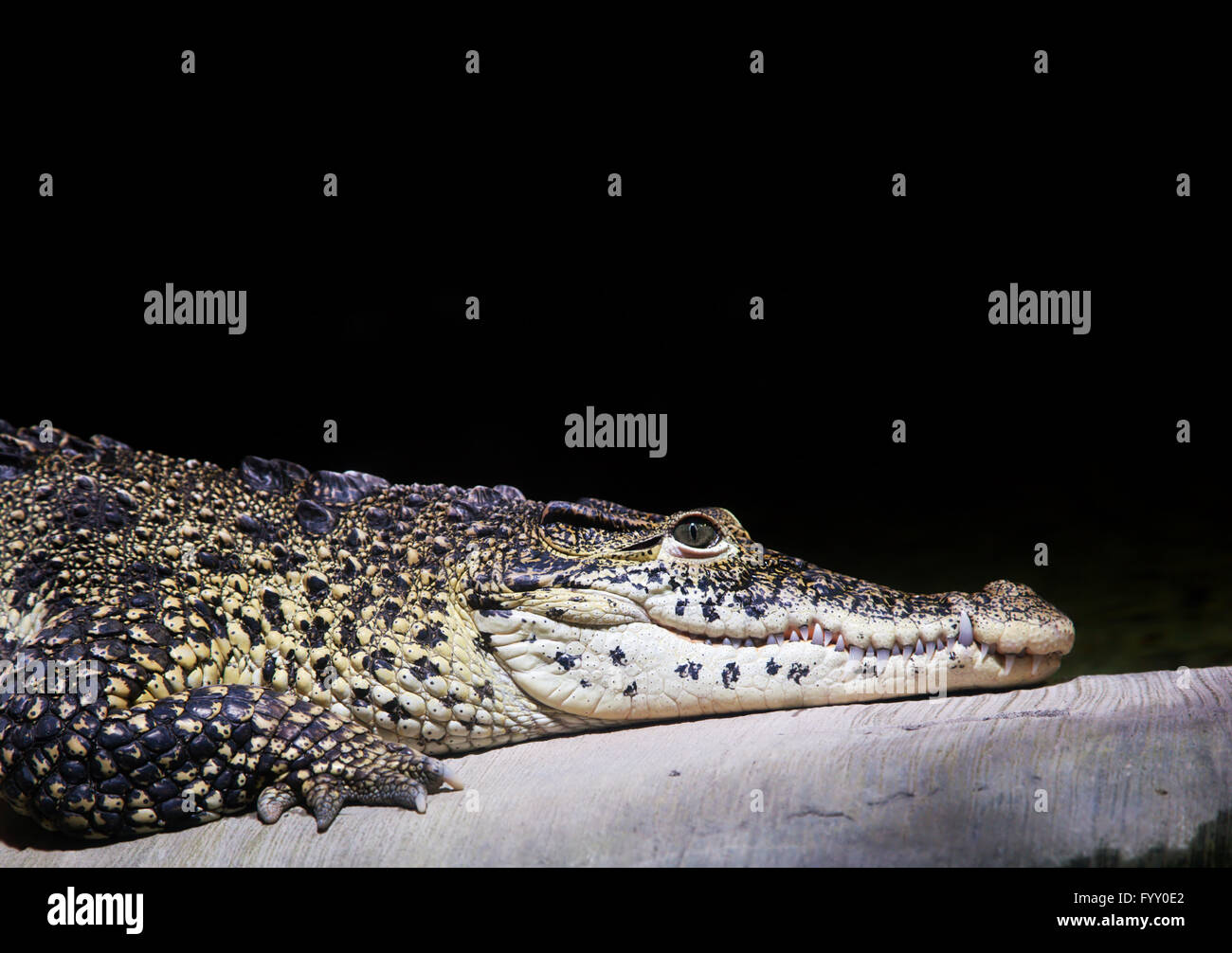 A crocodile portrait on black Stock Photo - Alamy
