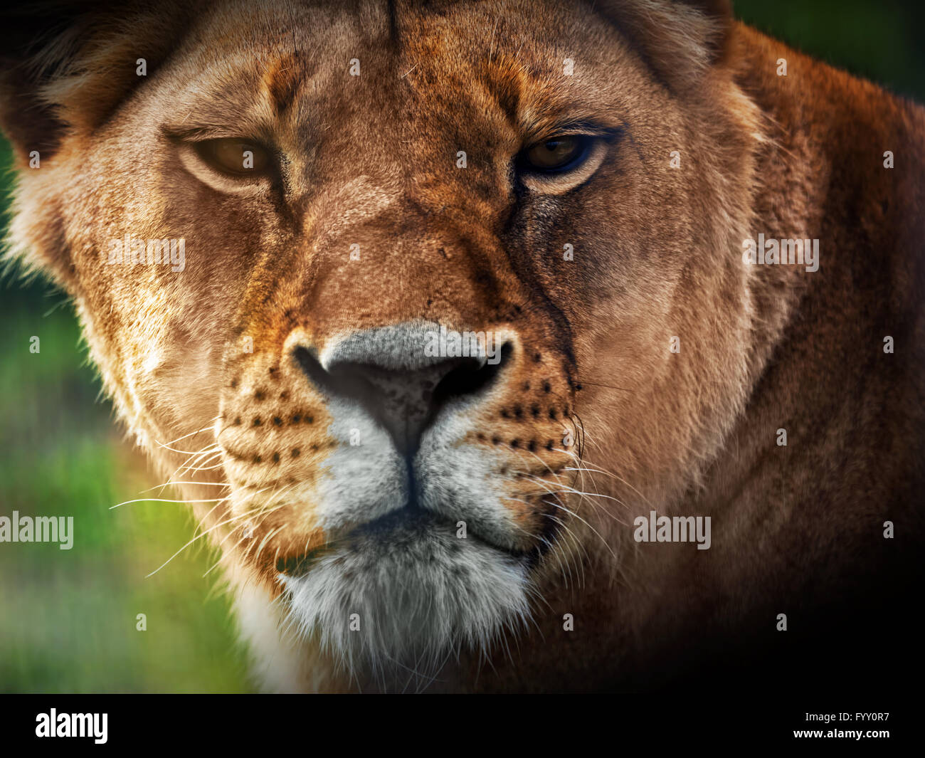 Lioness portrait close-up Stock Photo - Alamy