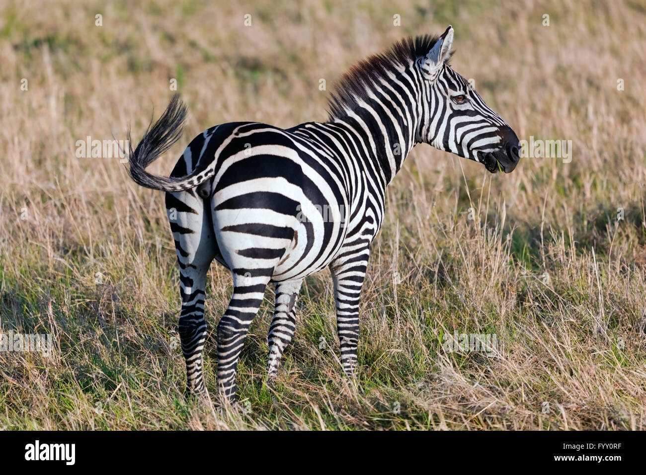 Zebra on savanna Stock Photo - Alamy