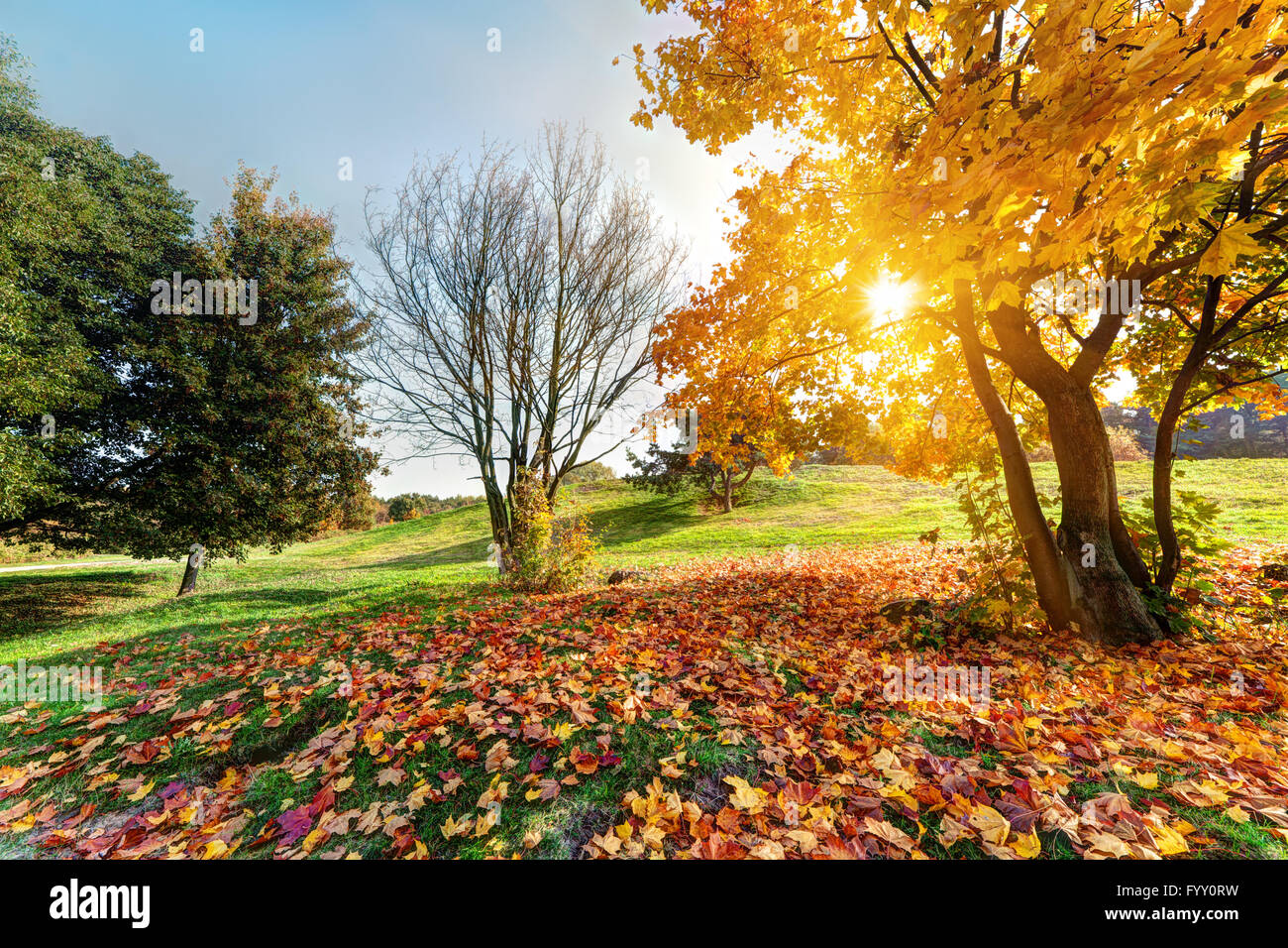Golden autumn landscape park hi-res stock photography and images - Alamy