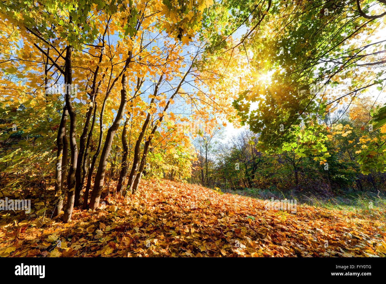 Fall in forest hi-res stock photography and images - Alamy