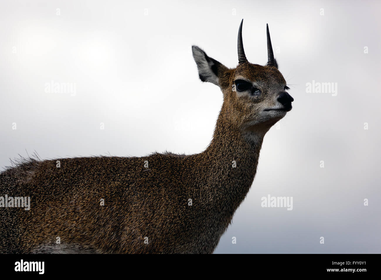 Klipspringer hi-res stock photography and images - Alamy