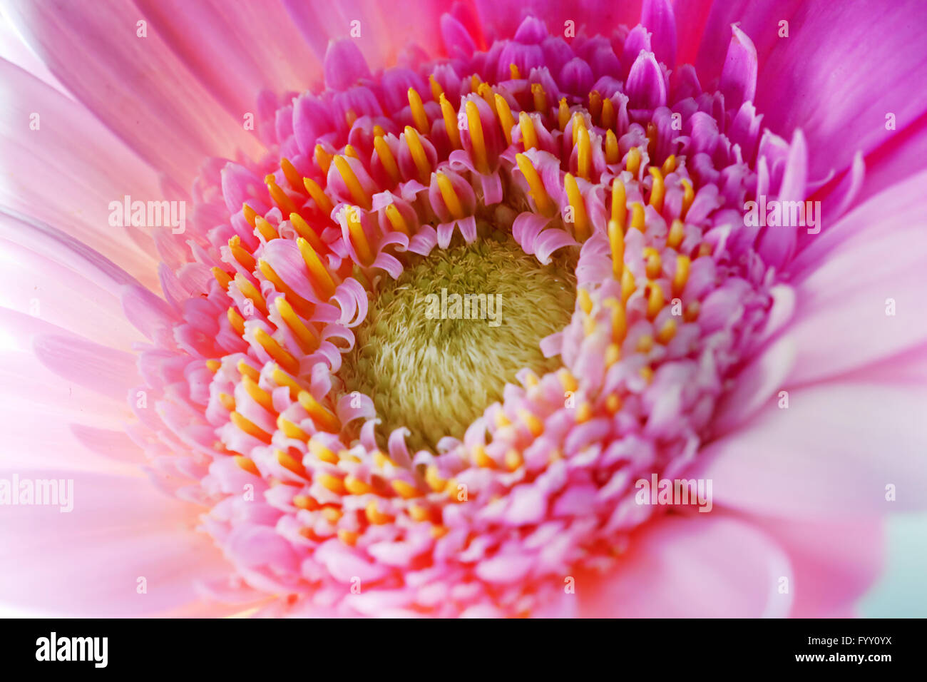 Sunbeam flower hi-res stock photography and images - Alamy
