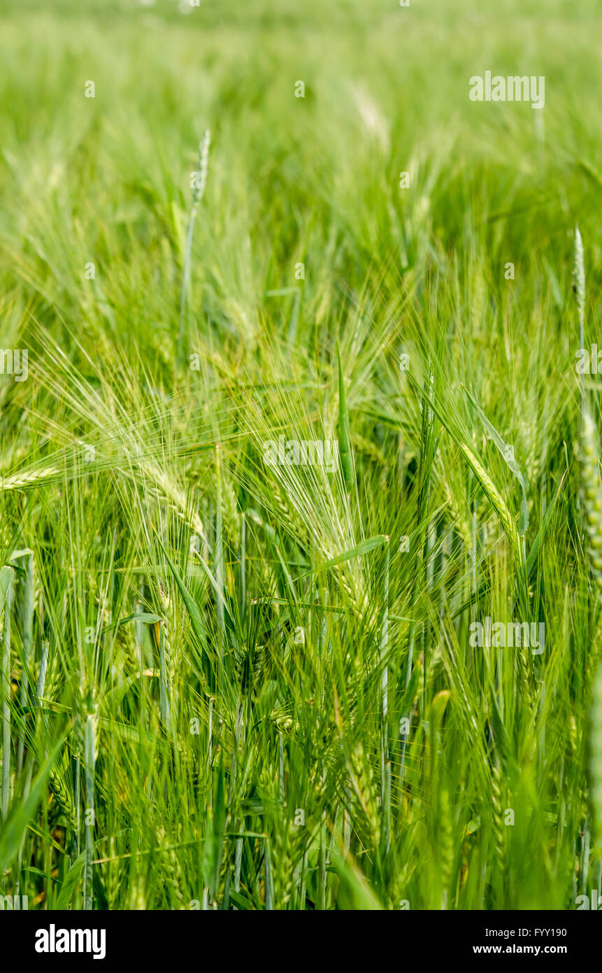 young wheat on farm land Stock Photo - Alamy