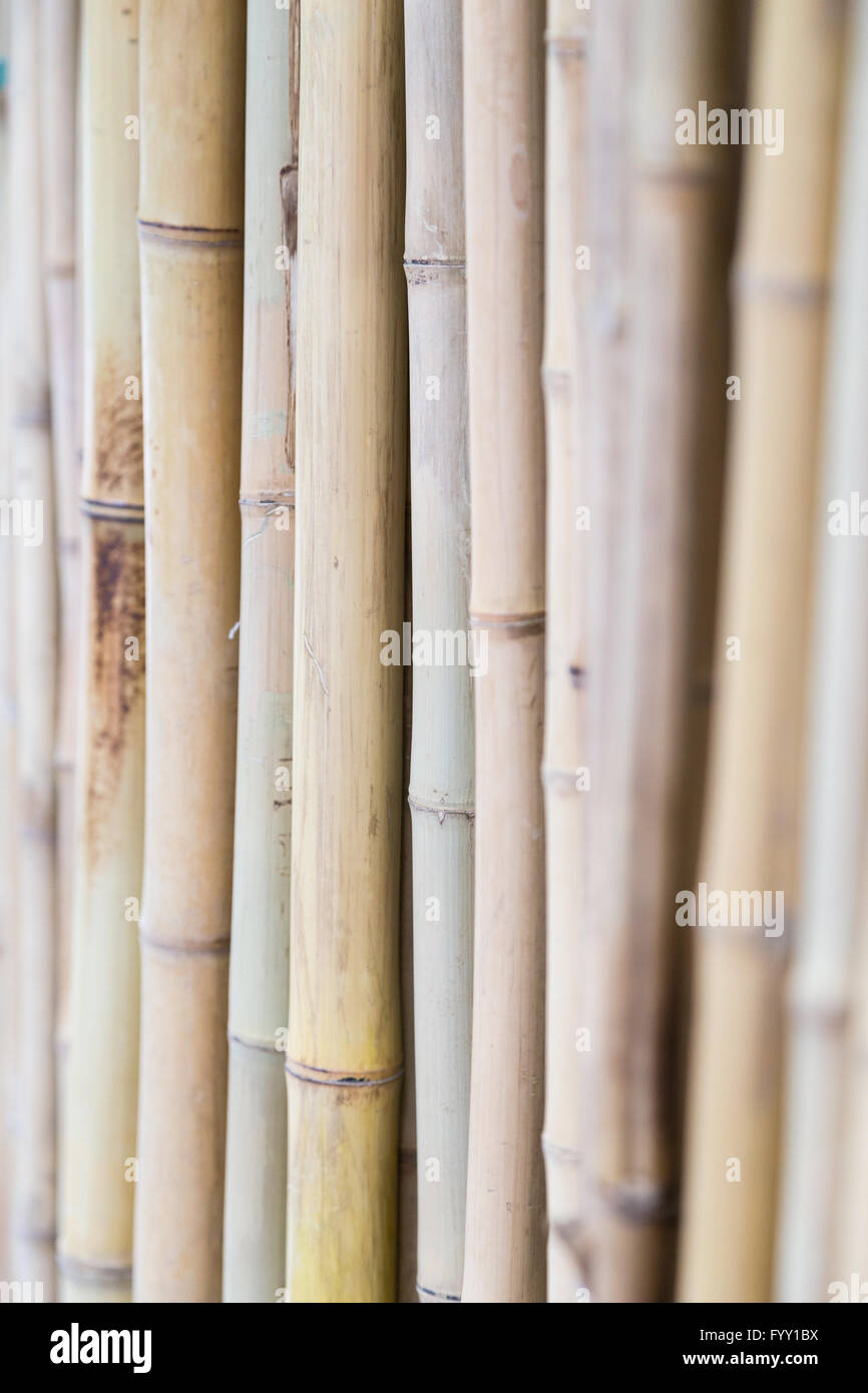 Bamboo sticks are sold and used in construction across Asia Stock Photo ...