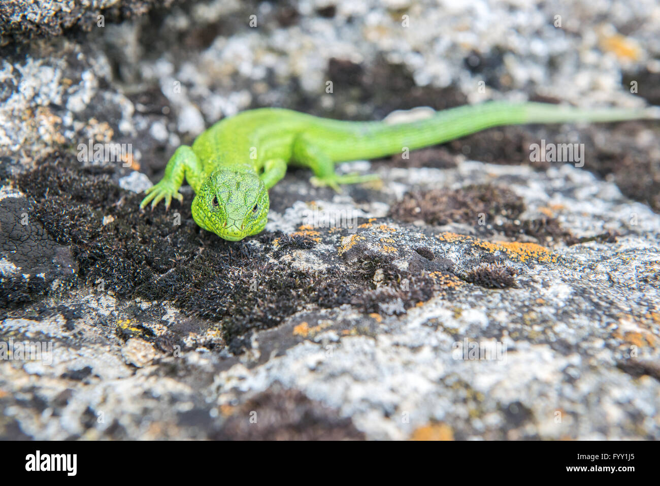 Green lizard on a rock Stock Photo - Alamy