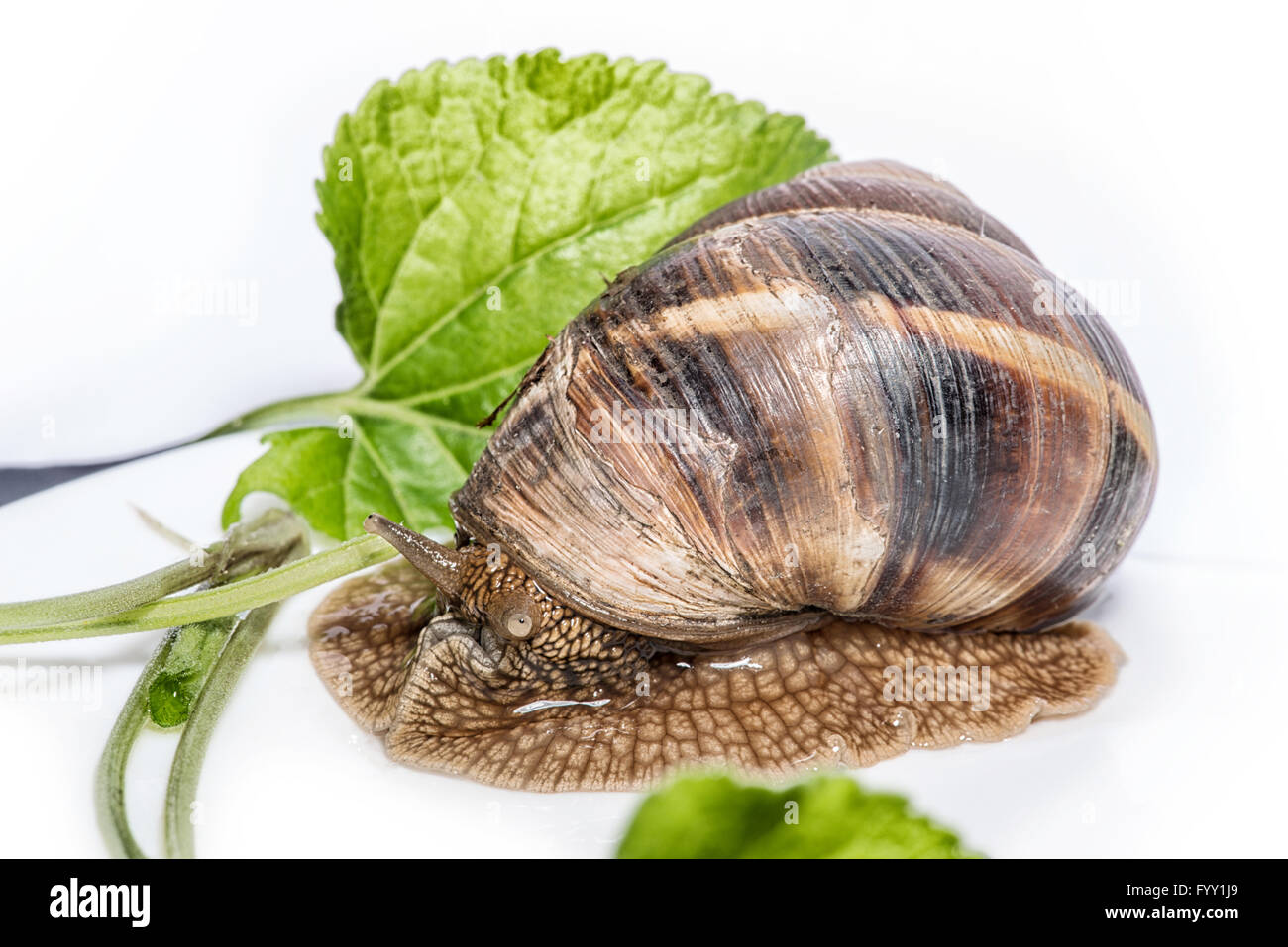 Snail on a white background Stock Photo - Alamy