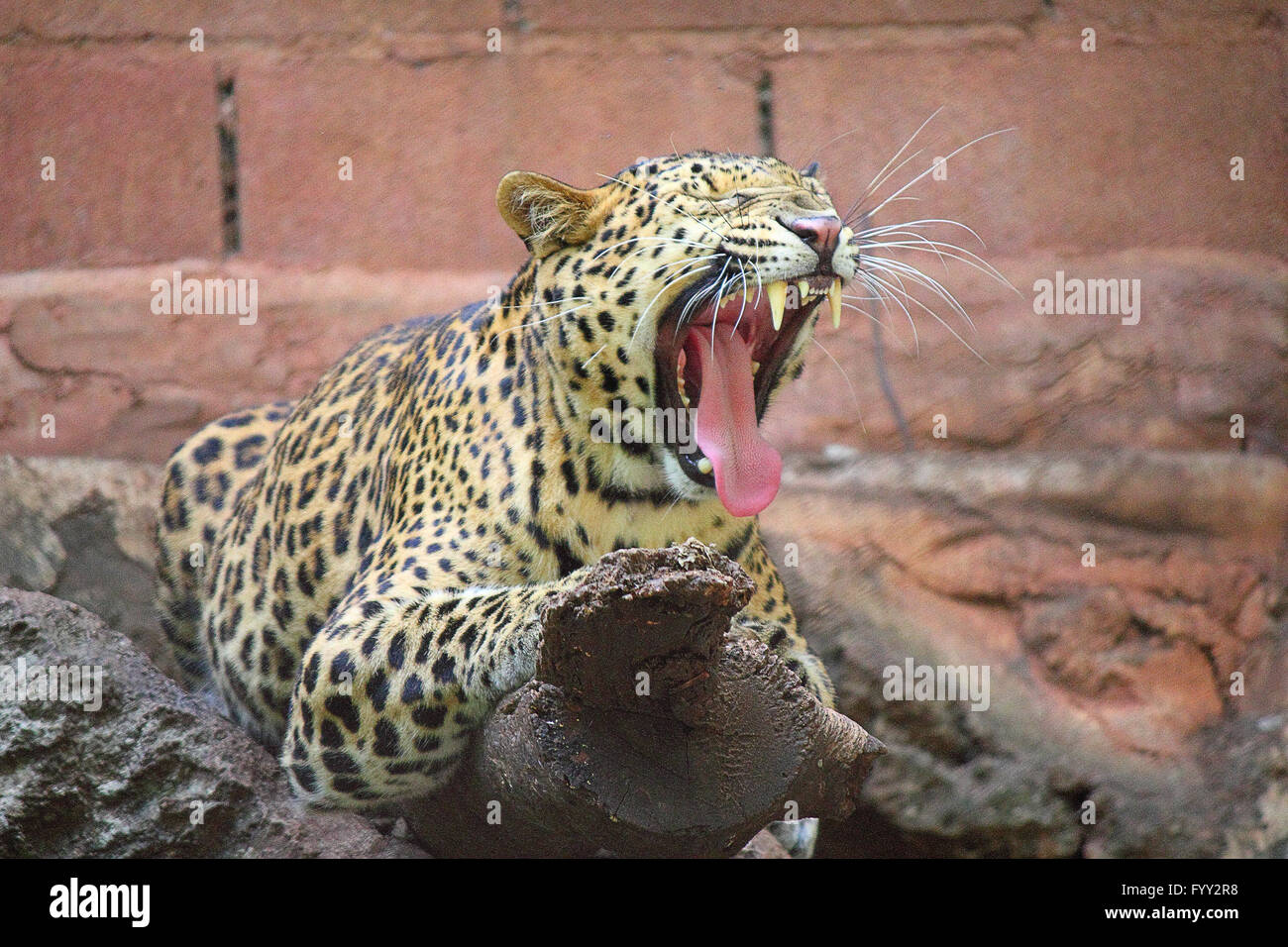 animal, away, background, big, carnivore, cat, creature, feline, full ...