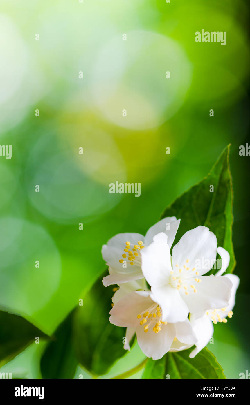Beautiful flowers of a jasmin, close up Stock Photo - Alamy