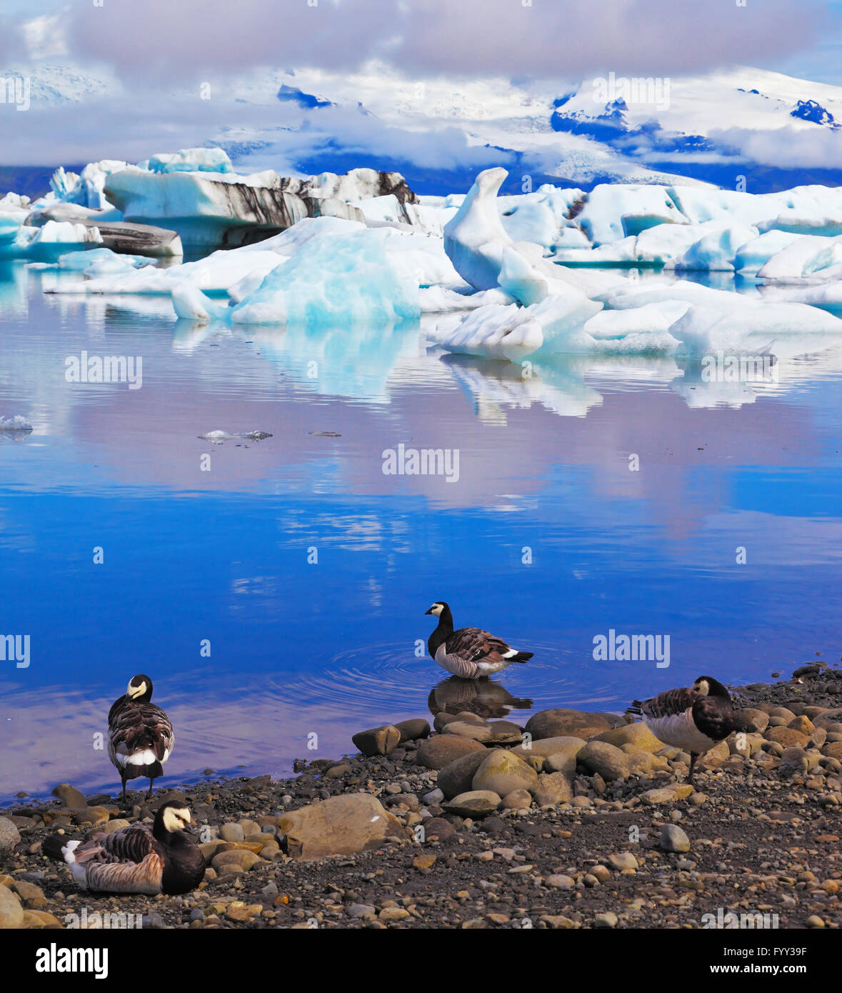 Polar birds on the shore of the ocean lagoon Stock Photo - Alamy