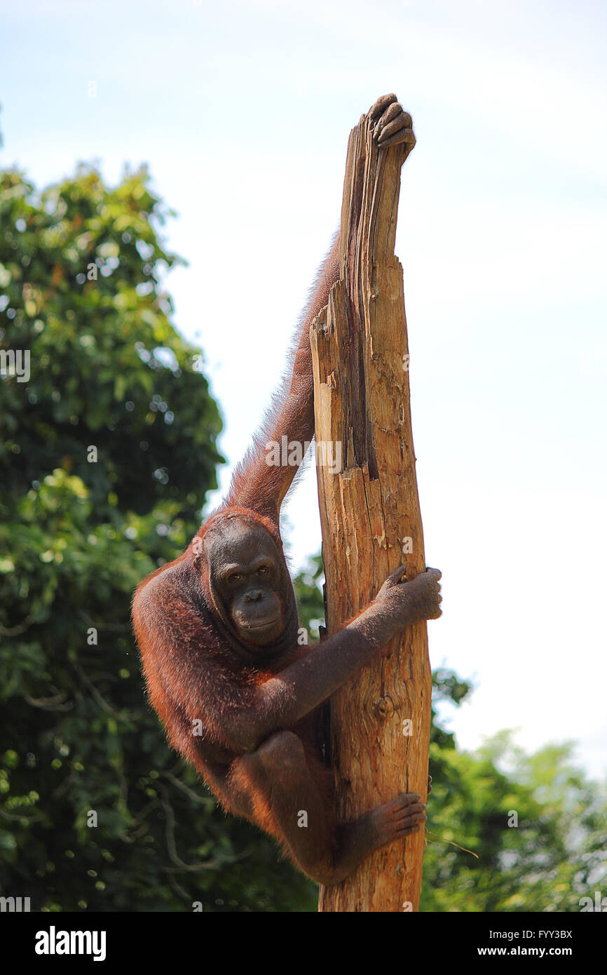 animal, away, background, big, carnivore, cat, creature, feline, full ...