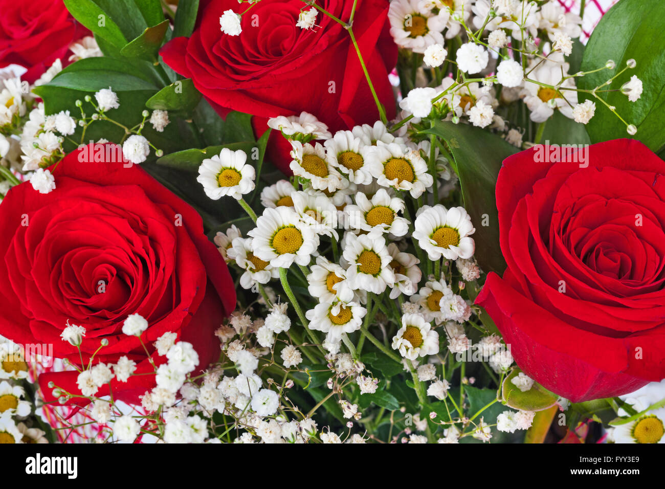 Red roses background Stock Photo - Alamy