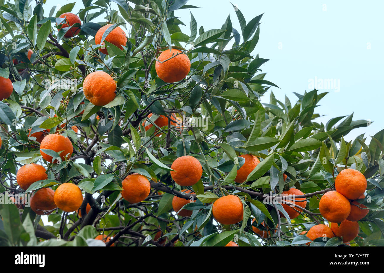 Mandarin tree with orange fruits Stock Photo - Alamy