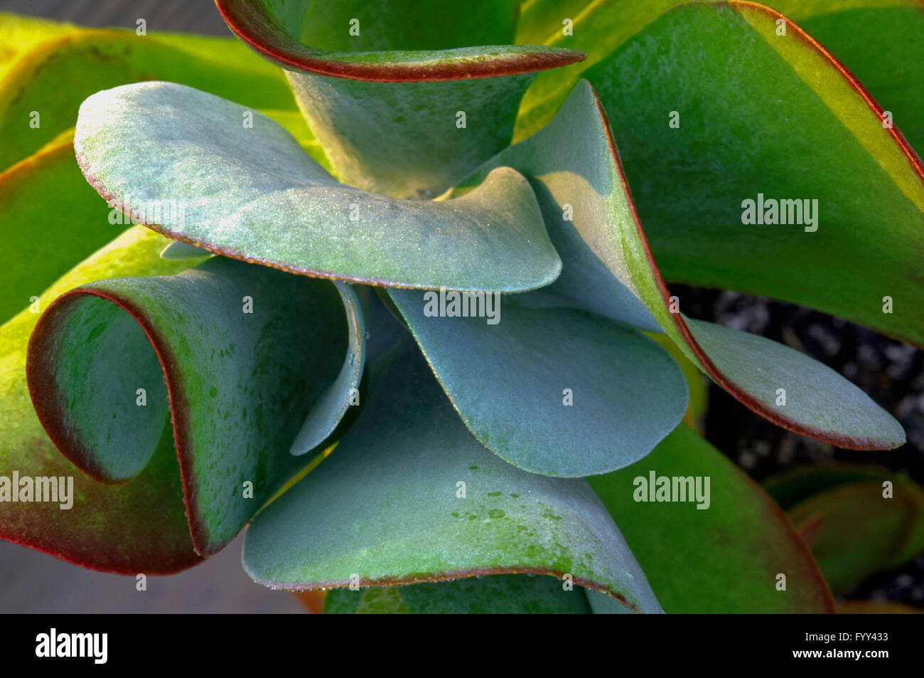 Kalanchoe thyrsifolia, Flippin flapjacks Stock Photo - Alamy