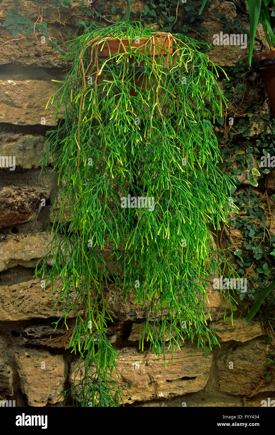 Rhipsalis Cereuscula, Rice Cactus Stock Photo - Alamy