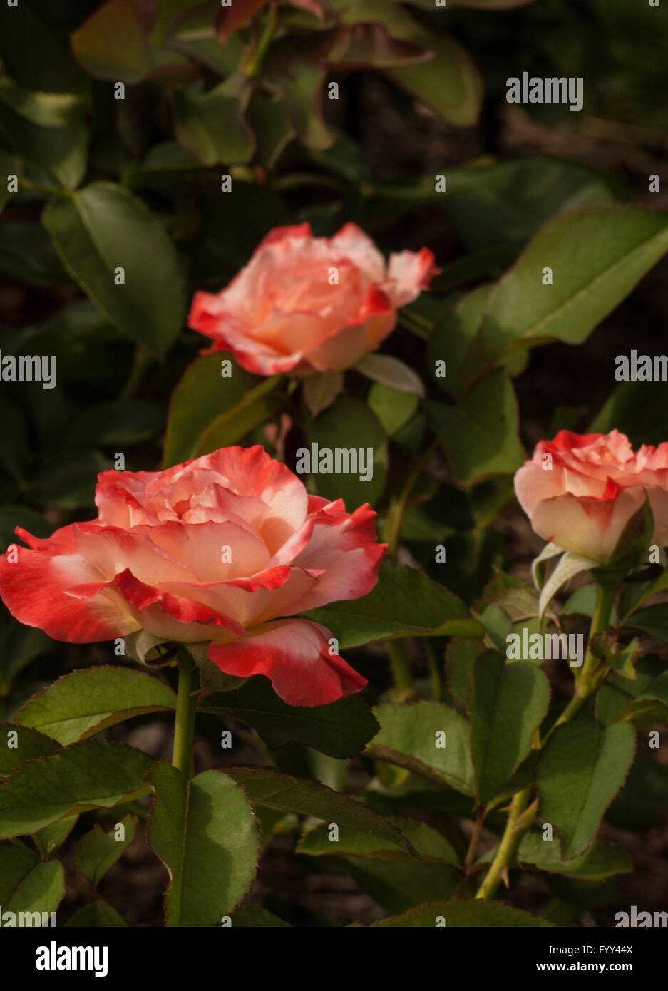 Rose,Rosa BRIGADOON, jacpal, Warriner, 1991 Stock Photo - Alamy