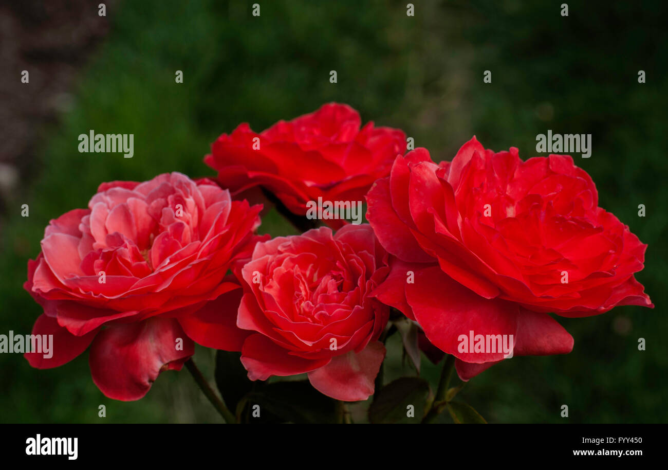 1969 grandiflora hi-res stock photography and images - Alamy