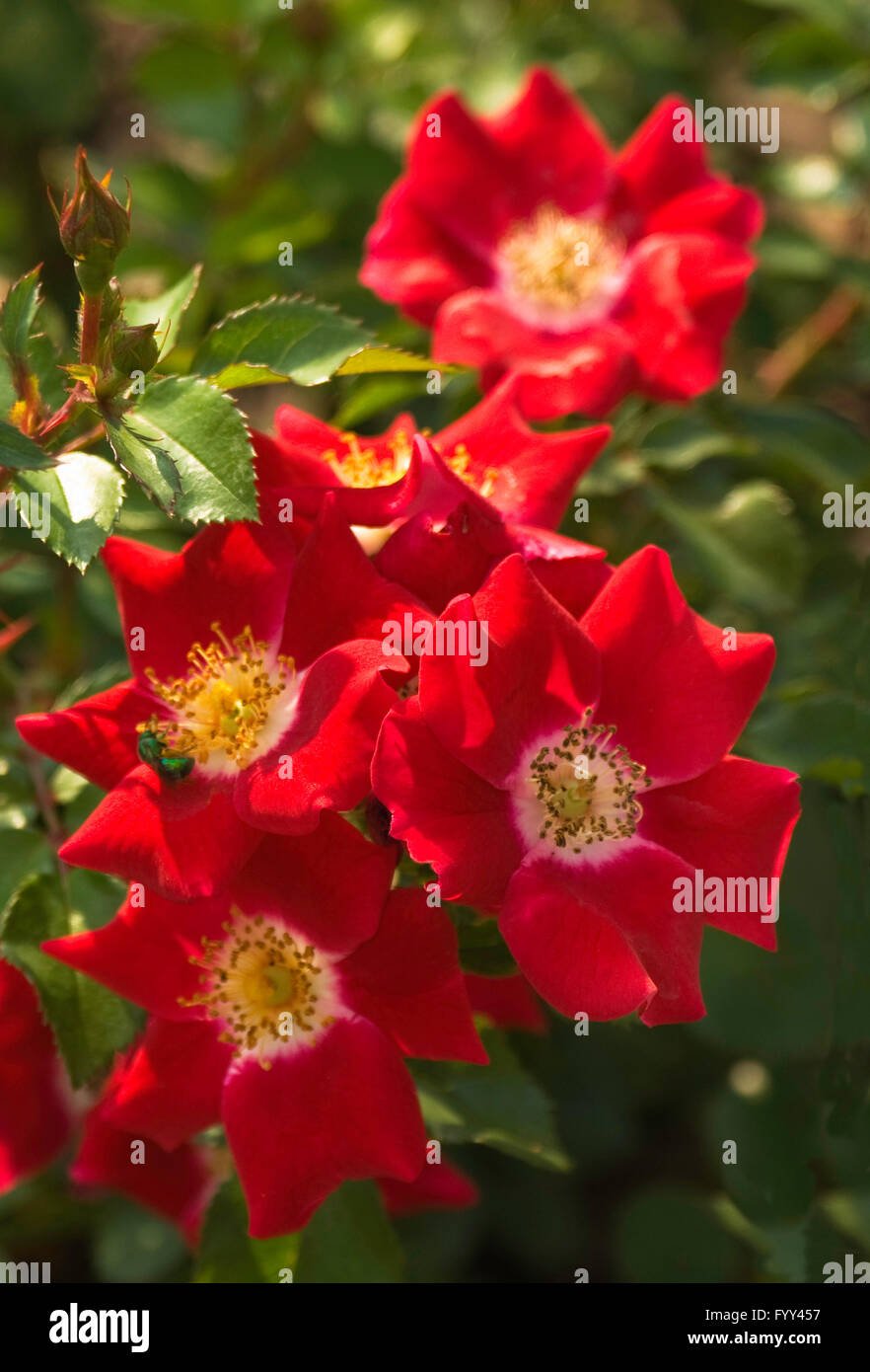 Carefree beauty rose hi-res stock photography and images - Alamy