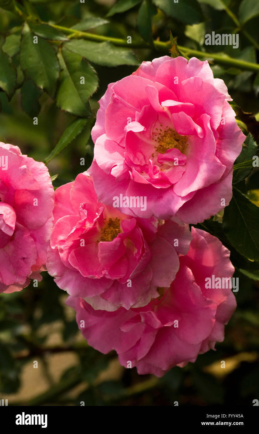 Rose,Rosa COUNTRY DANCER, Griffith Buck Rose, shrub Stock Photo - Alamy