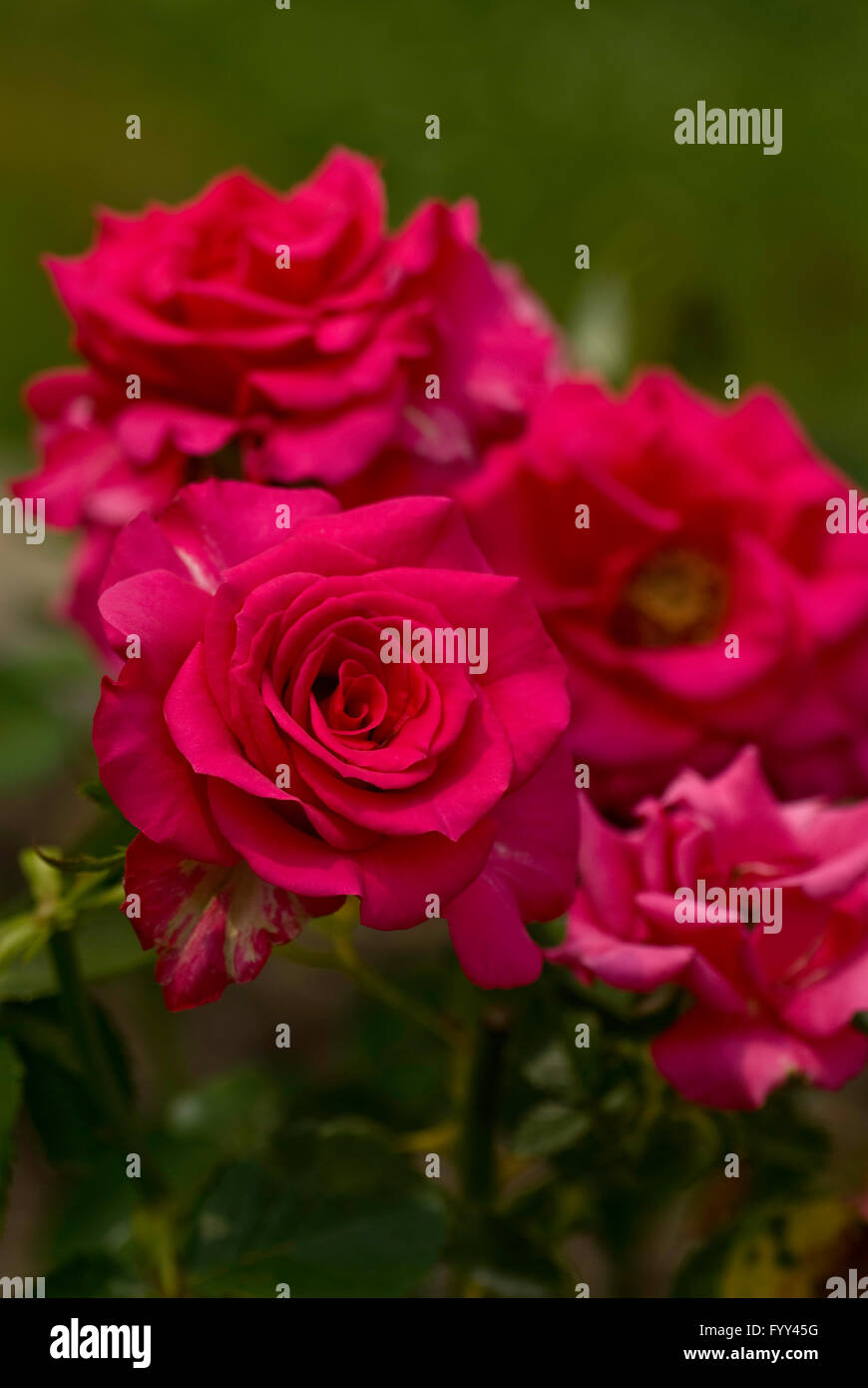 Flower fame hi-res stock photography and images - Alamy