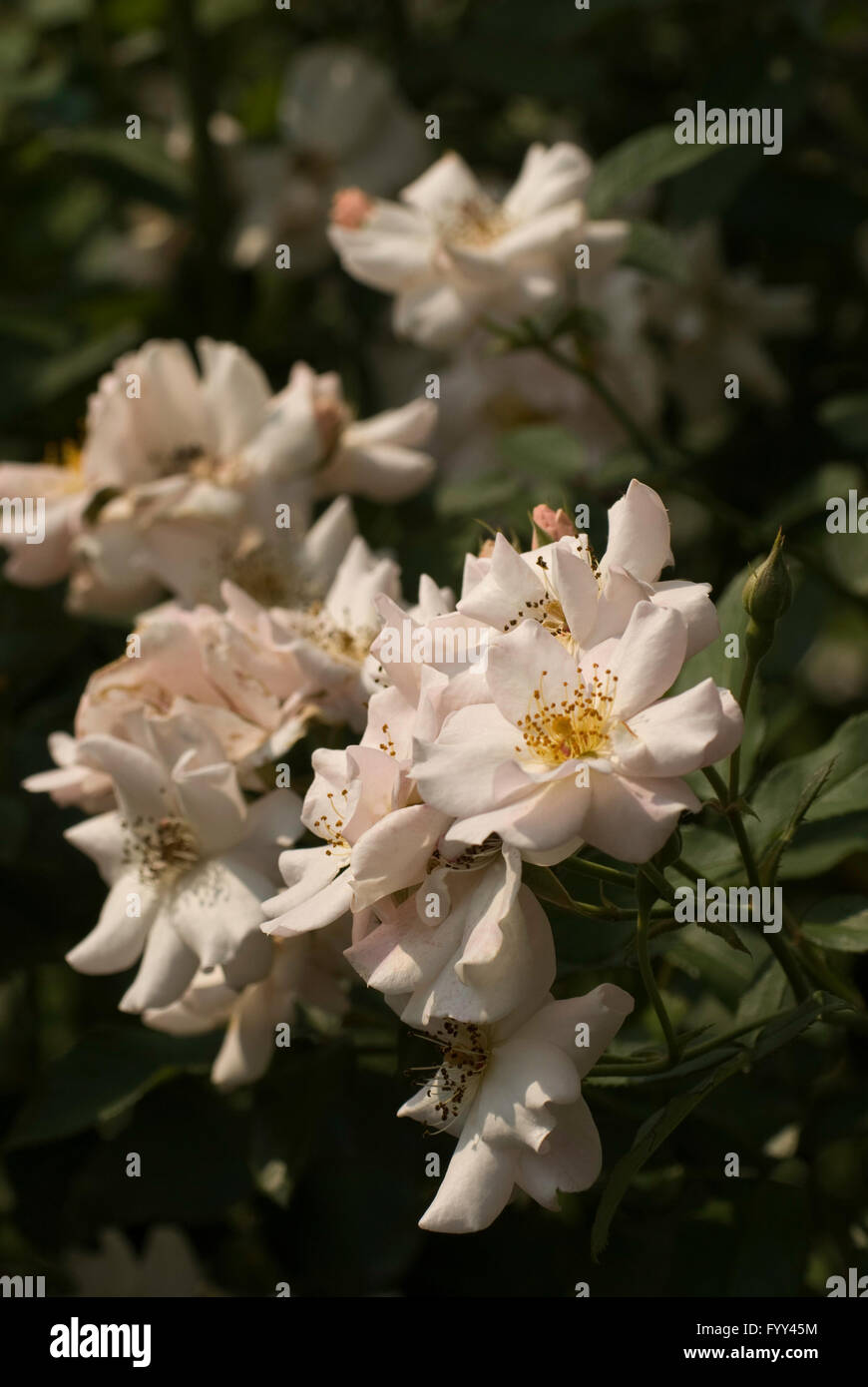 Ornamental shrub rose hi-res stock photography and images - Alamy