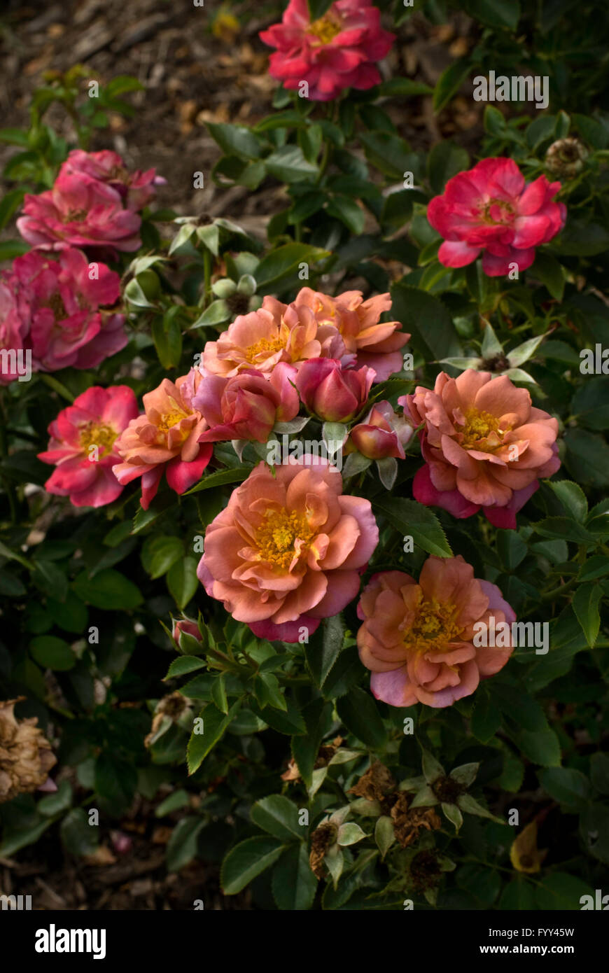 Rose,Rosa KALEIDOSCOPE, AARS winner 1999 Stock Photo - Alamy