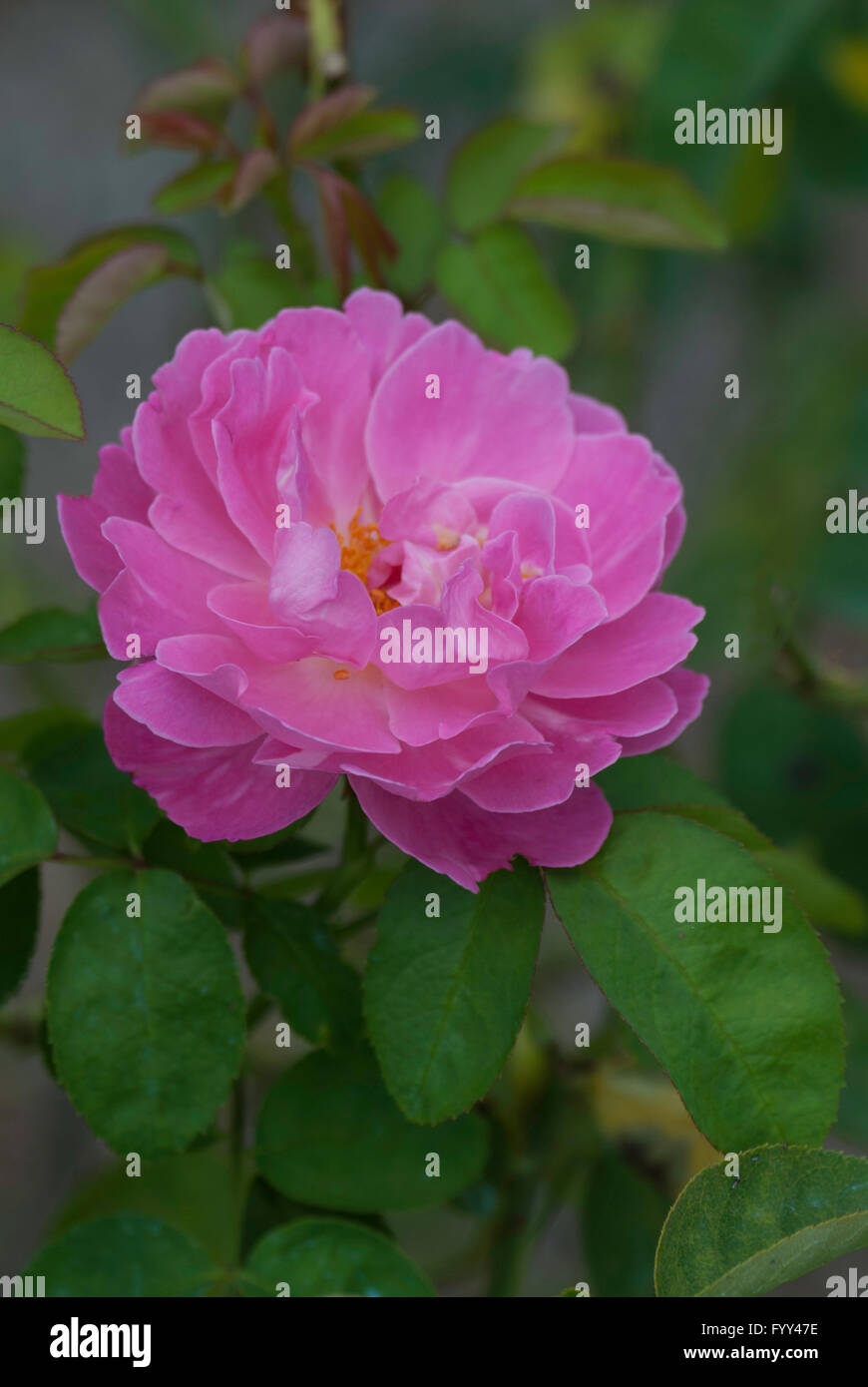 Rosa 'Mary Rose' , David Austin Shrub Rose Stock Photo - Alamy