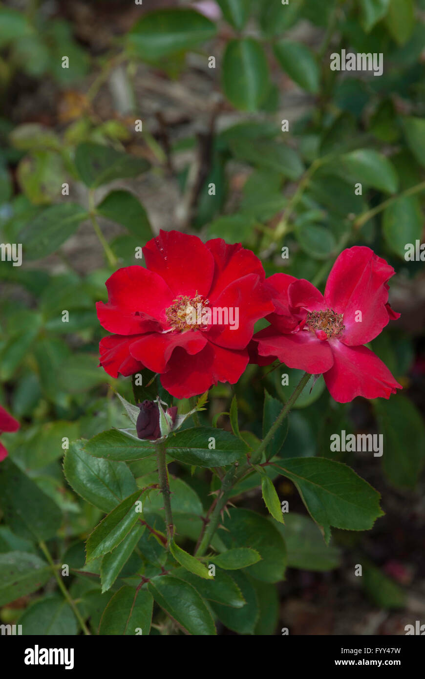Rose, Rosa PRARIE CLOGGER, Griffith Buck Rose Stock Photo - Alamy