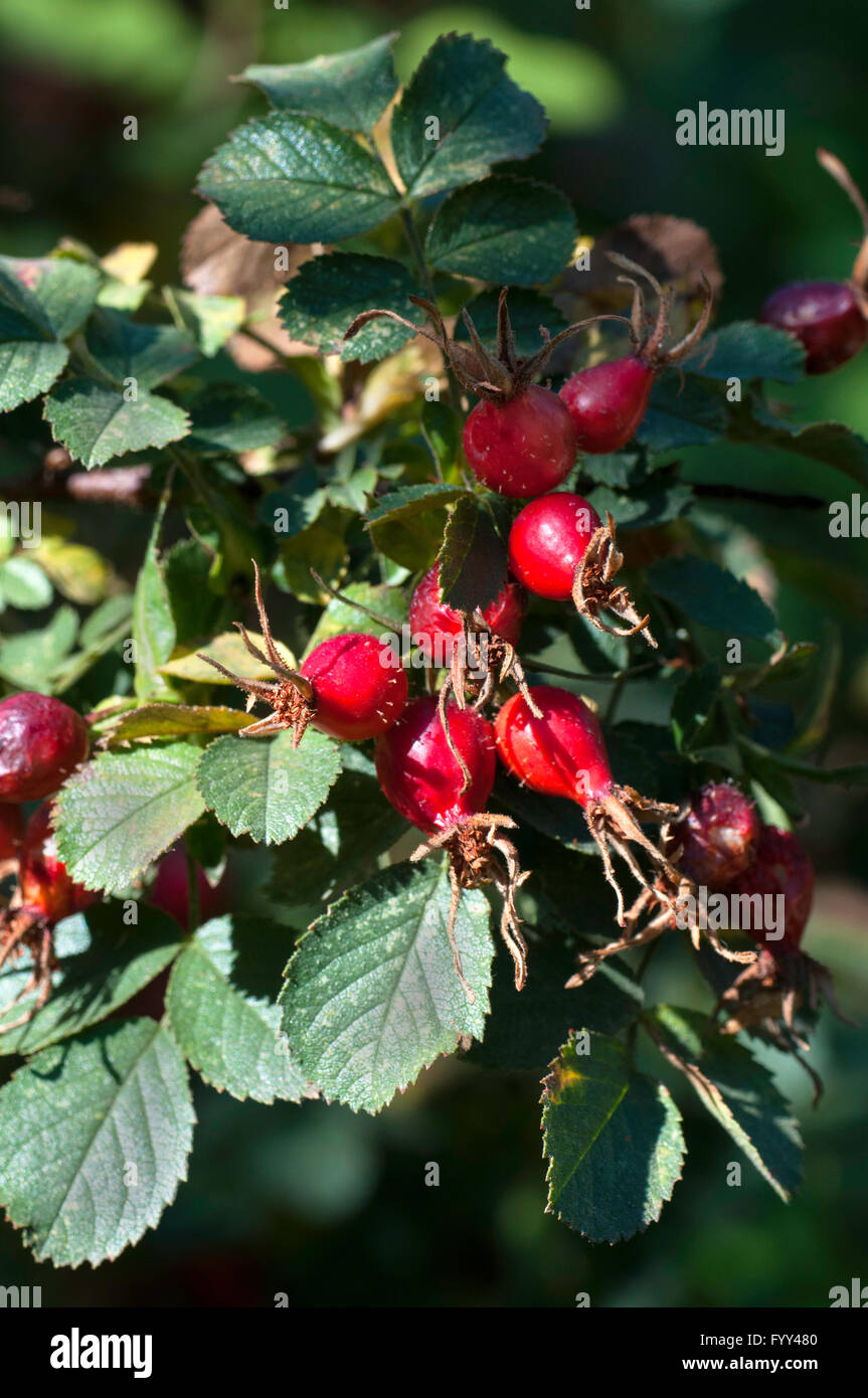 Rose Seed Pods High Resolution Stock Photography and Images - Alamy